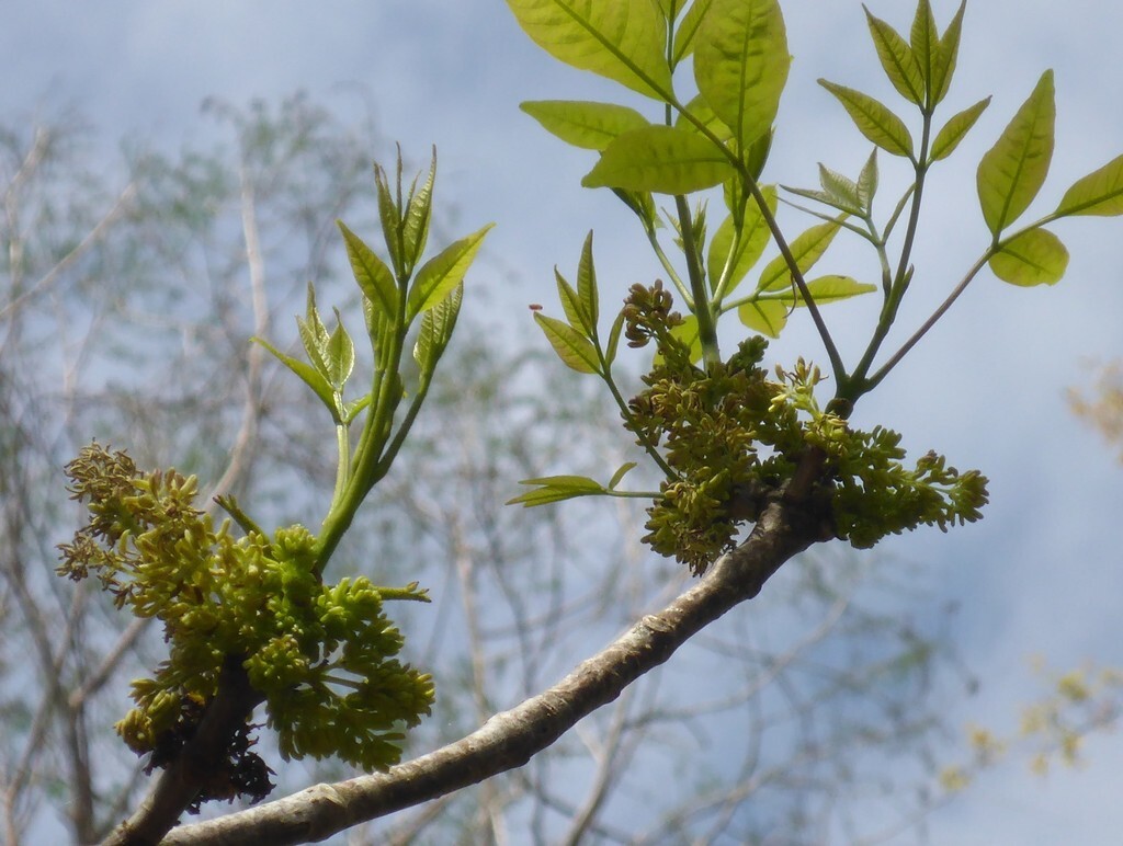 Fraxinus profunda - Hardwood - Pumpkin Ash