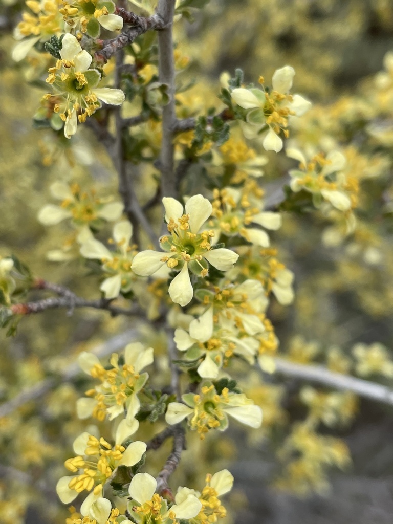 Purshia tridentata - Shrub,Shrub and Vine Seeds,Web page Navigation ...