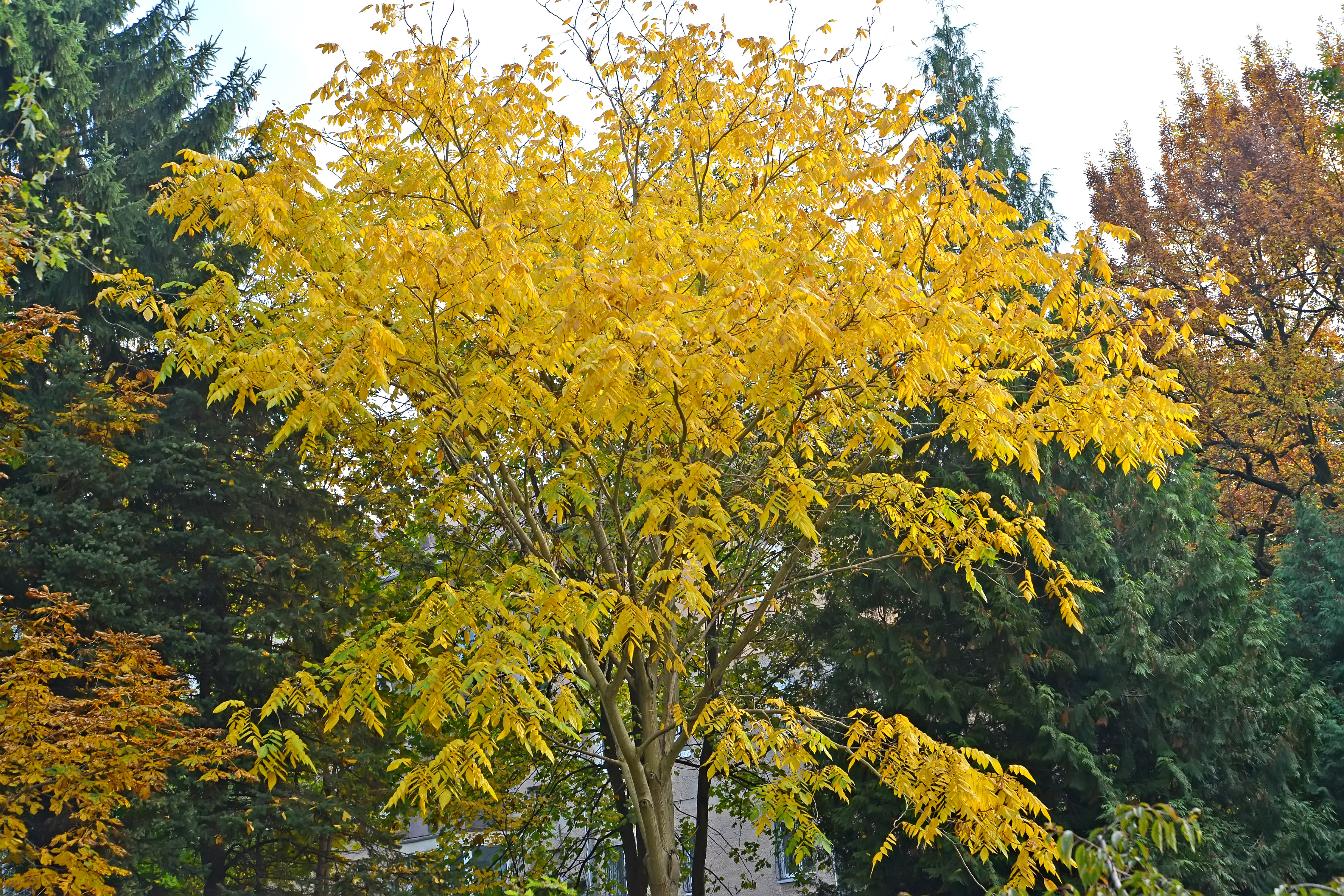 Juglans cinerea - Deciduous,Edible Fruit/Nuts,Fruits,Hardwood,Shade ...