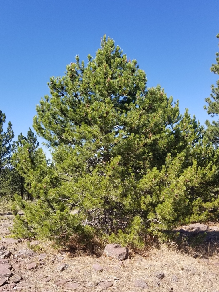 Pinus edulis - Common Bonsai,Conifer,Evergreen Leaves - Colorado Pinyon ...