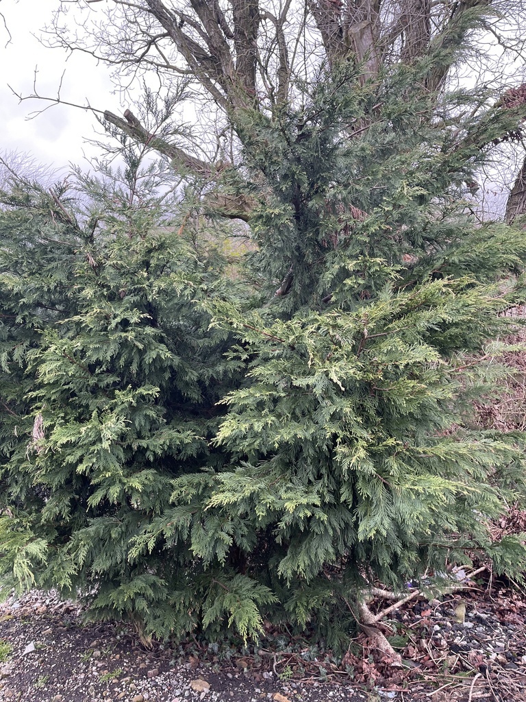 Chamaecyparis lawsoniana - Common Bonsai,Conifer - Lawson's Cypress ...