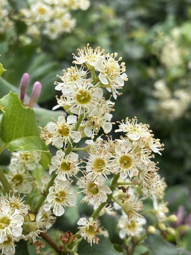 Prunus ilicifolia - Flowering Tree - Evergreen Cherry, Holly Leaved ...