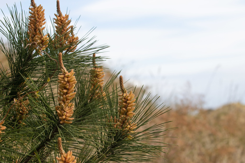 Pinus radiata - Web page Navigation - Insignis Pine, Monterey Pine ...