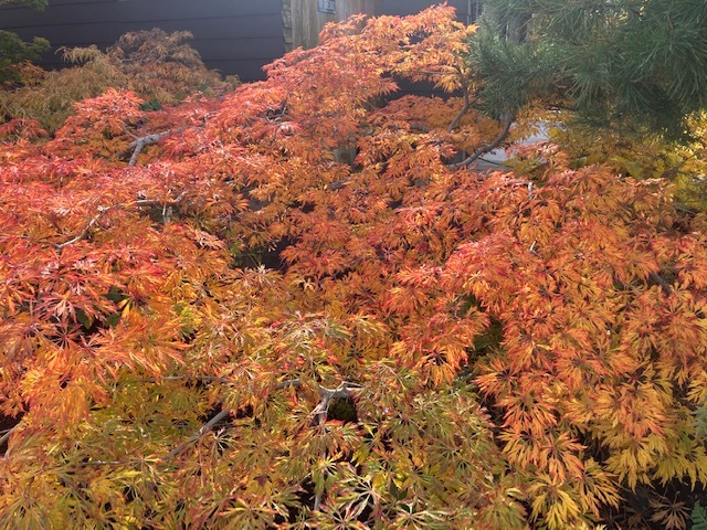 Acer japonicum 'Green Cascade' dry seed - Common Bonsai,Deciduous,Tree ...