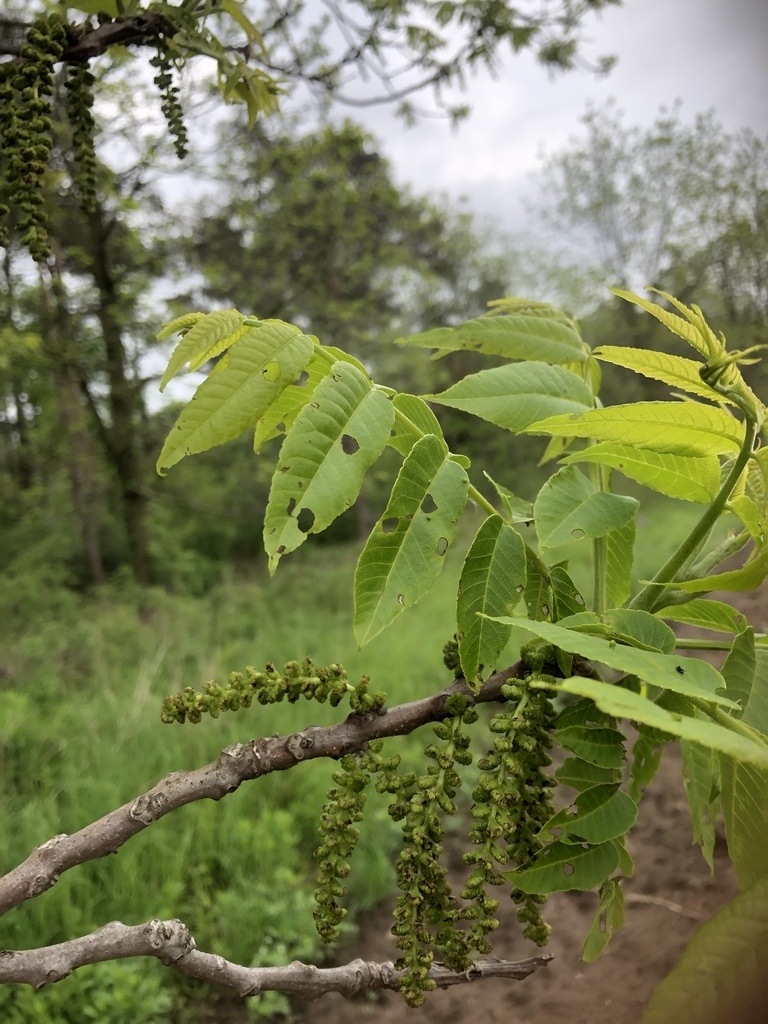Juglans nigra Northern - Hardwood - Black Walnut, Eastern Black Walnut