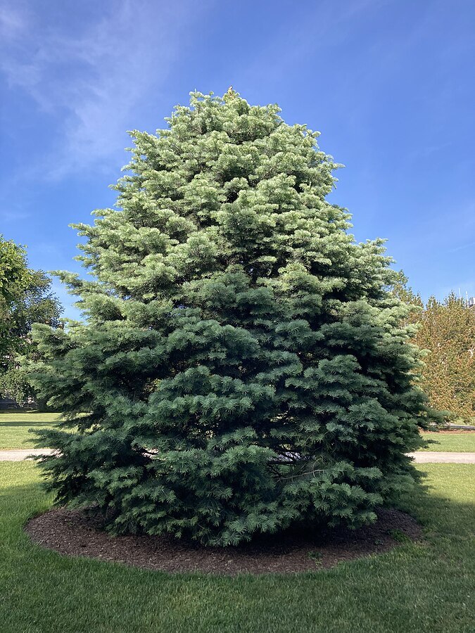 Abies concolor ssp. concolor NM, Lincoln - Conifer - Concolor Fir ...