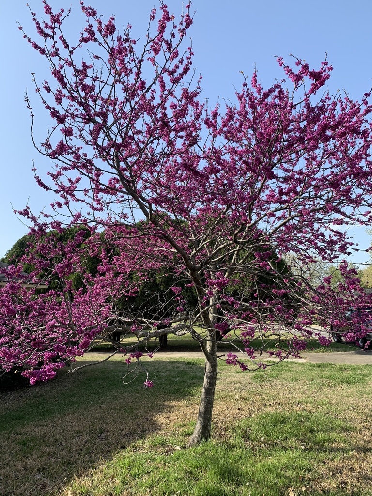 Cercis canadensis Southern - Flowering Tree - Eastern Redbud, Redbud