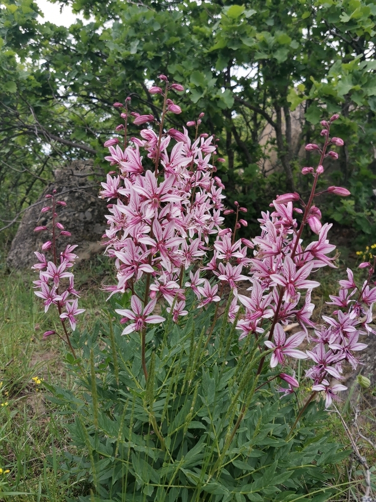 Dictamnus albus - Herbaceous Plants,Perennial - Burningbush, Dittany ...