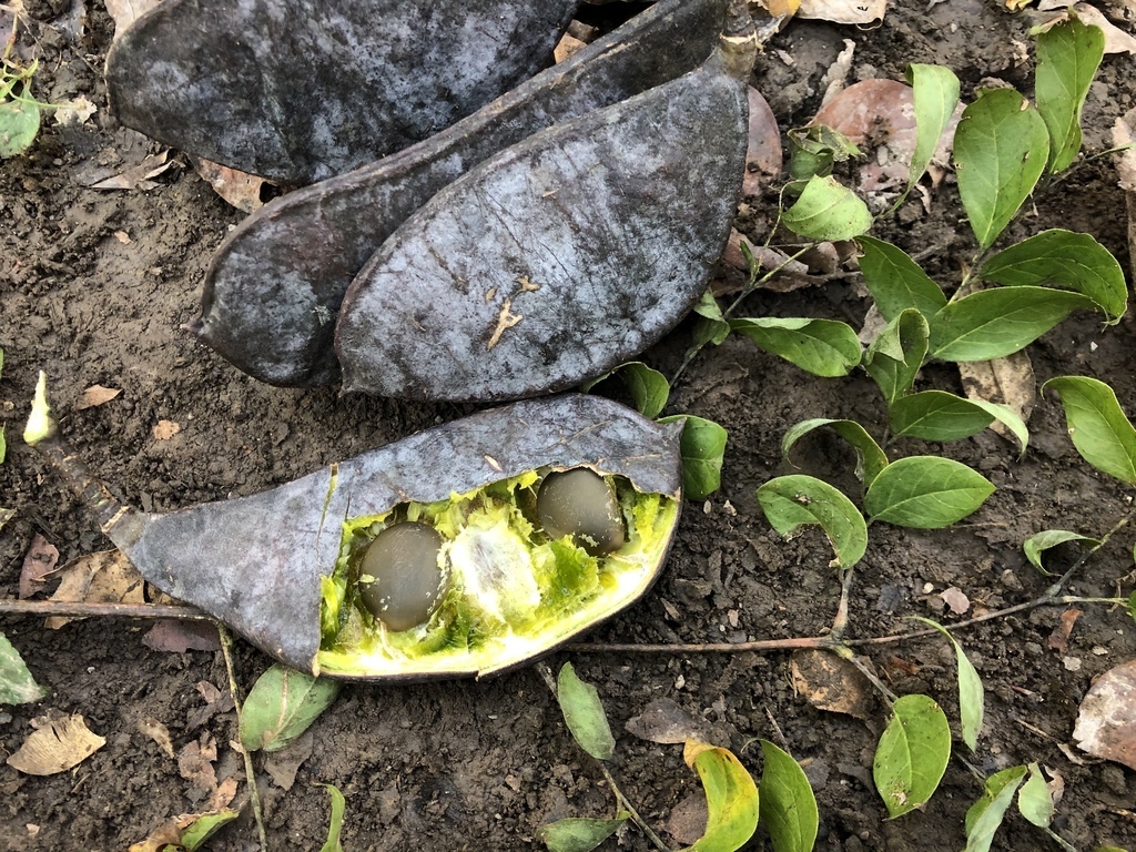 Gymnocladus dioicus - Deciduous,Hardwood,Shade Tree - Kentucky Coffee ...