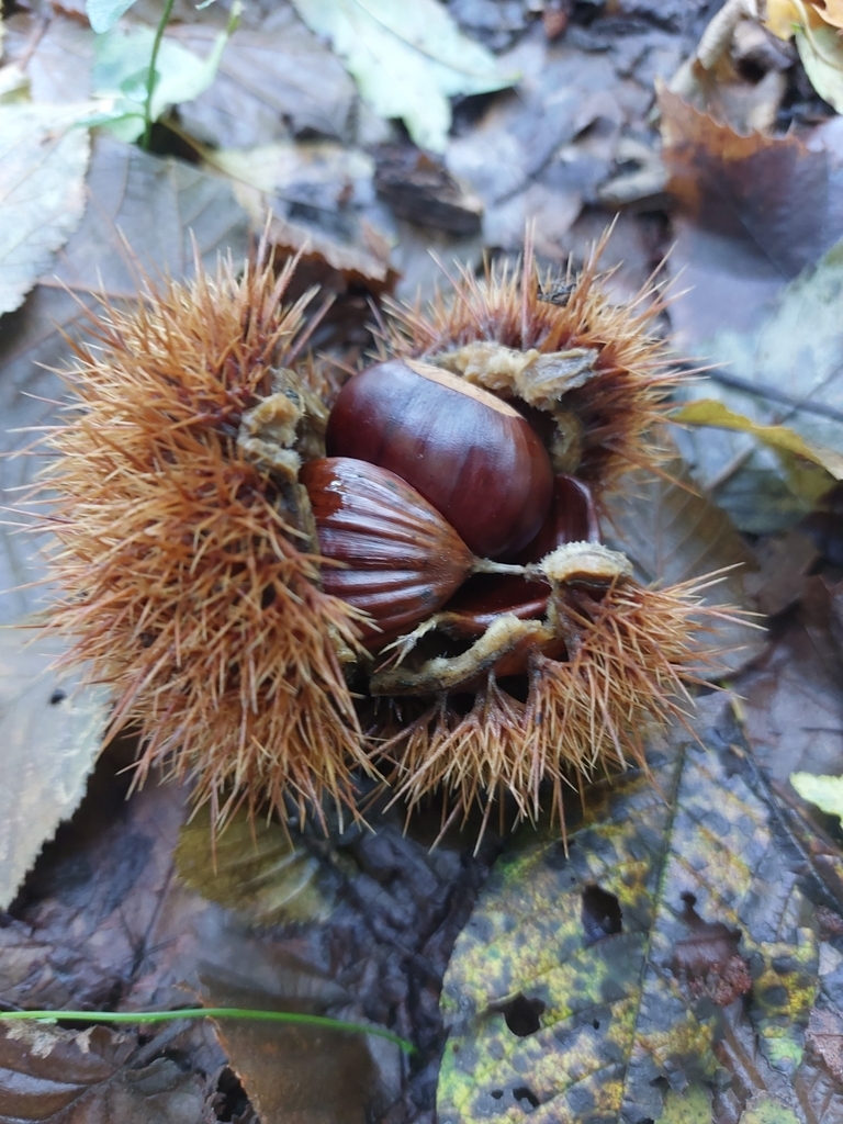 Castanea sp 'Colossal' - Deciduous,Edible Fruit/Nuts,Fruits,Tree,Web ...