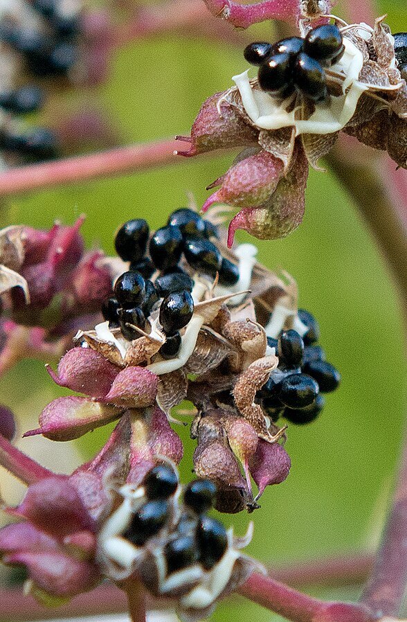 Tetradium daniellii - Flowering Tree - Bee-bee Tree, Korean Euodia