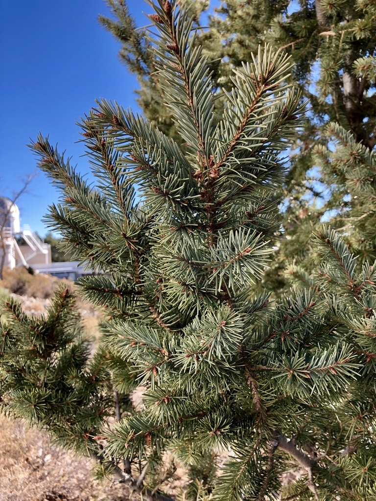 Picea engelmannii - Common Bonsai,Conifer - Engelmann Spruce, Mountain ...