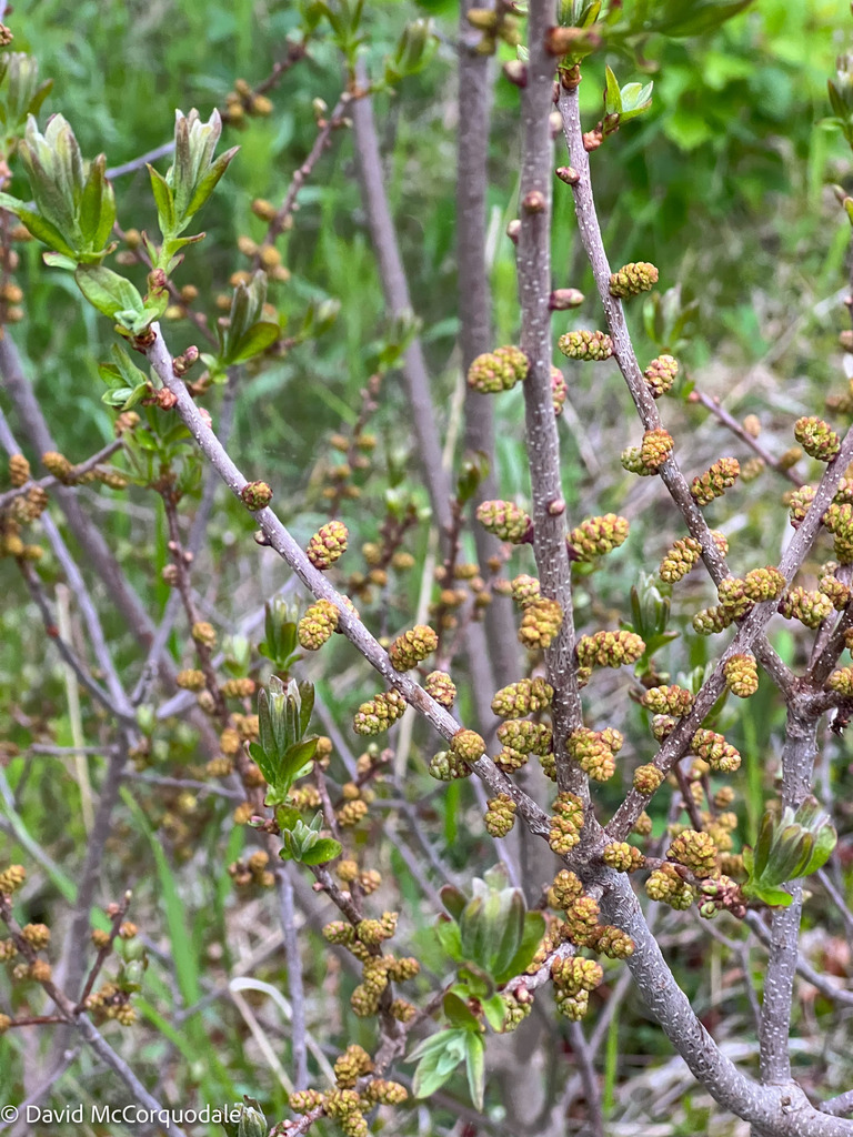 Myrica pensylvanica - with wax - Shrub - Bayberry, Northern Bayberry