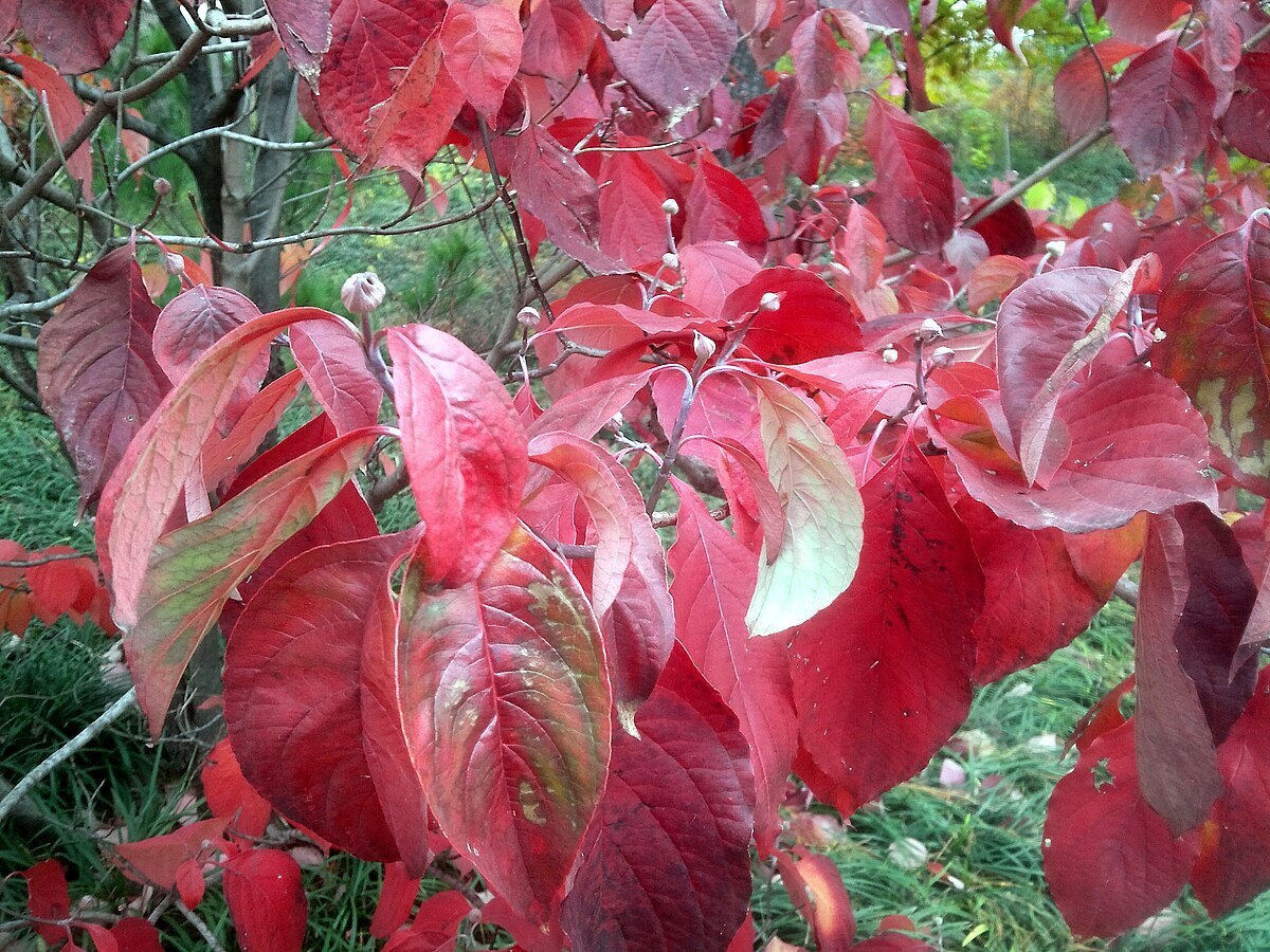 Cornus kousa - Common Bonsai,Deciduous,Flowering Tree,Ornamental Fruit ...