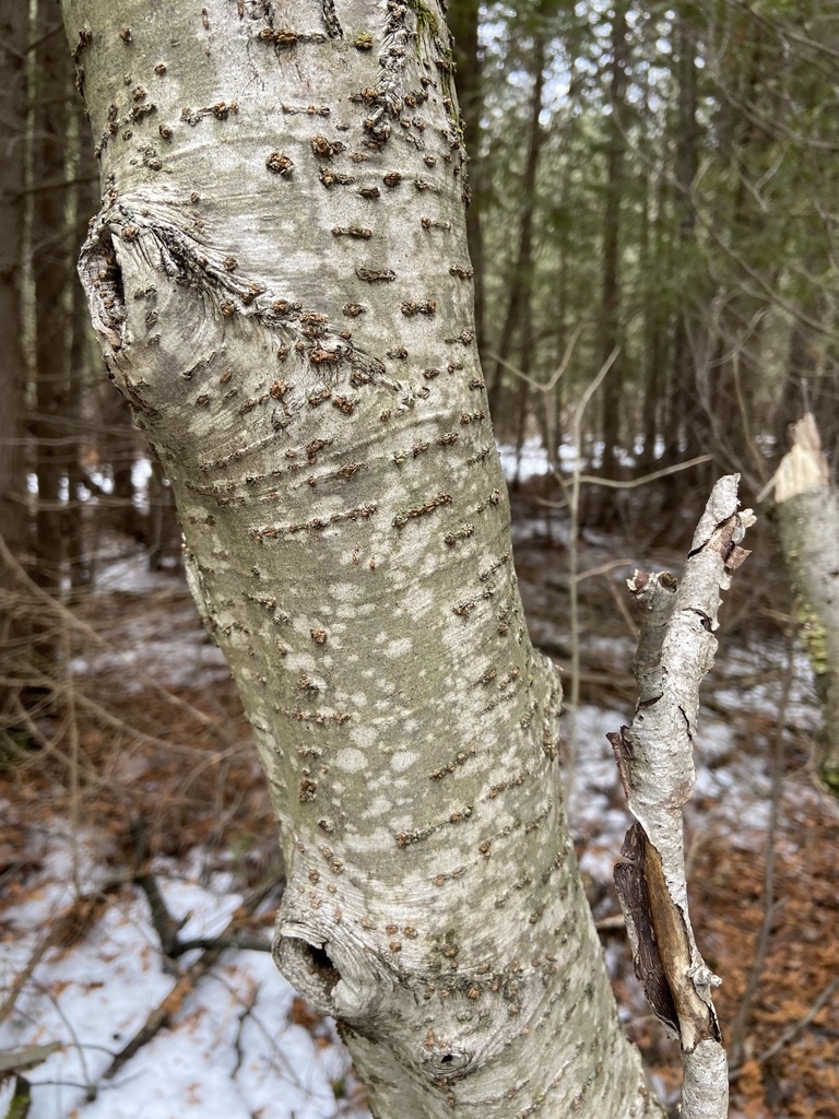 Alnus incana ssp. rugosa - Shrub - Hazel Alder, Smooth Alder, Speckled ...