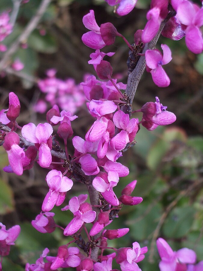 Cercis canadensis var. texensis - Web page Navigation - Texas Redbud