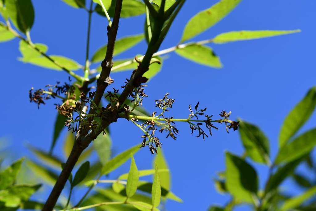 Fraxinus velutina - Hardwood - Arizona Ash, Modesto Ash, Velvet Ash
