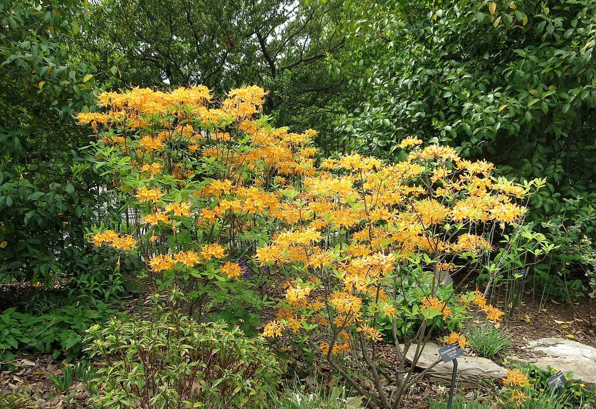Rhododendron austrinum - Web page Navigation - Florida Azalea, Orange ...