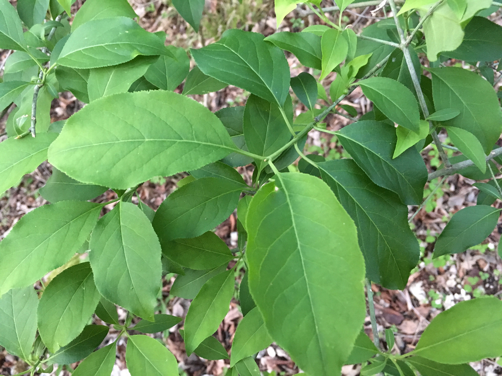 Euonymus atropurpureus - Shrub,Shrub and Vine Seeds,Web page Navigation ...