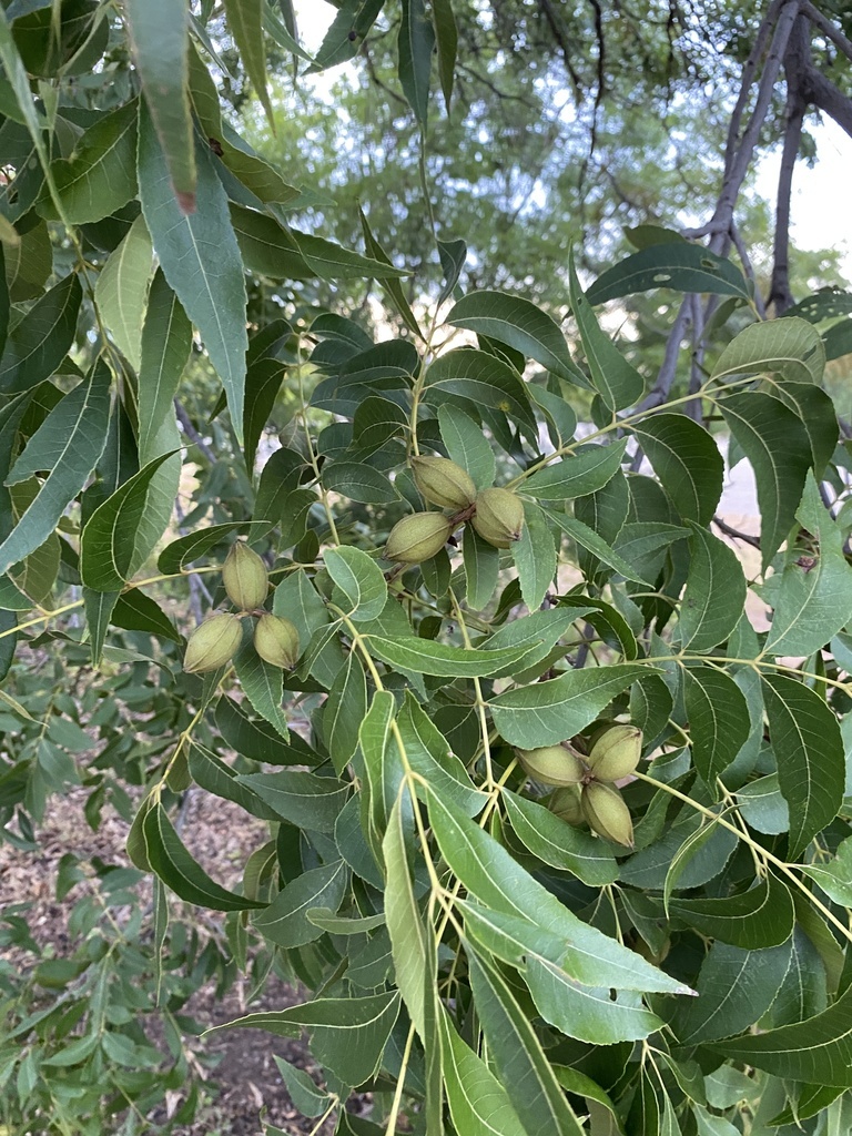 Carya illinoinensis 'Pawnee' - Web page Navigation - Pawnee Pecan