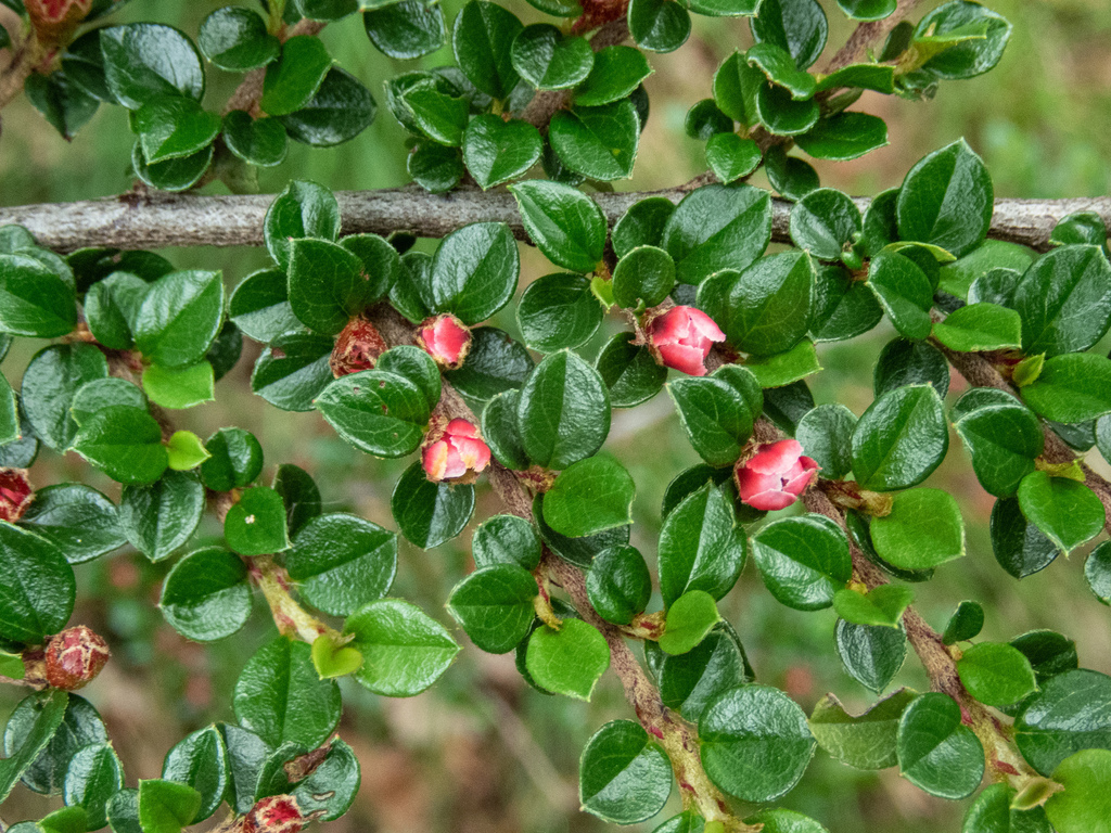 Cotoneaster horizontalis clean seed - Common Bonsai,Shrub - Rock ... Cotoneaster horizontalis clean seed - Common Bonsai,Shrub - Rock ...