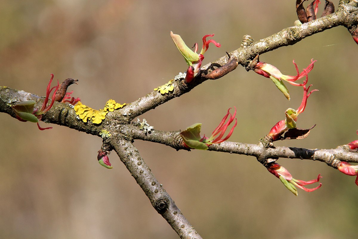 Sheffield's Seed Company