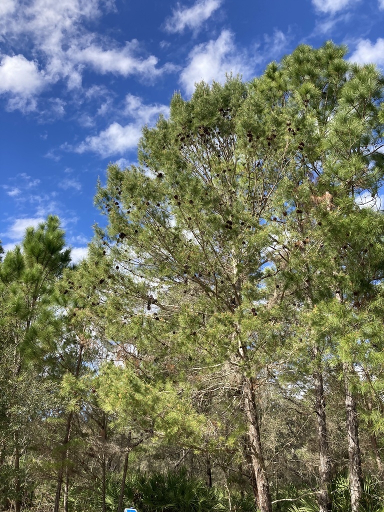 Pinus clausa Choctawhatchee - Conifer - Choctawhatchee Sand Pine, Sand Pine