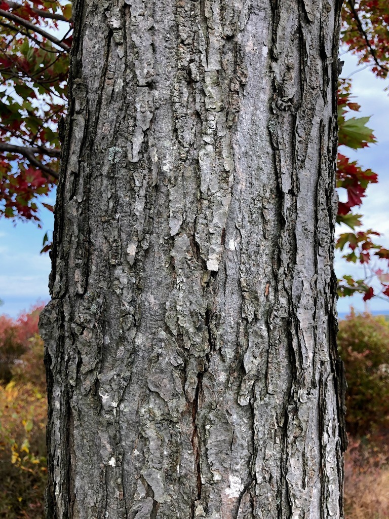 Acer rubrum Northern dewinged - Common Bonsai,Hardwood,Medicinal Herbs ...