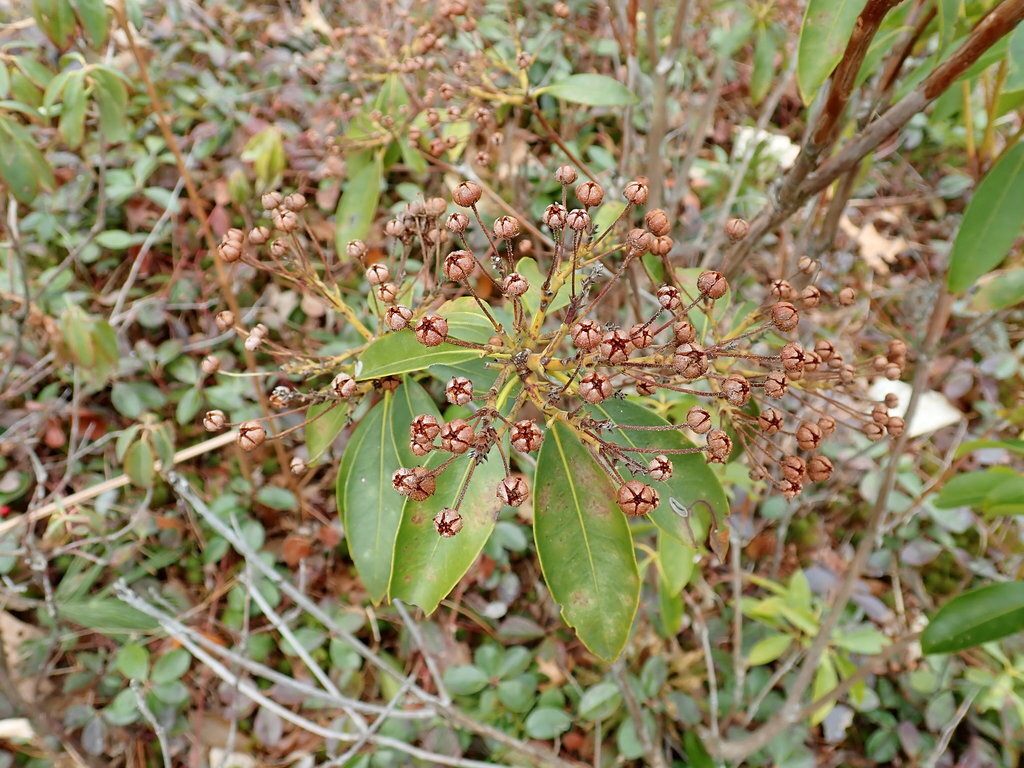 Kalmia latifolia - Shrub - Mountain Laurel, Spoonwood