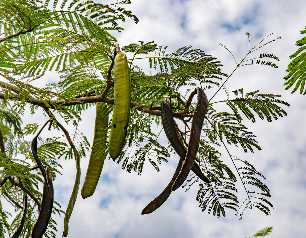 Delonix regia - Common Bonsai,Flowering Tree,Tropical - Flame Tree ...