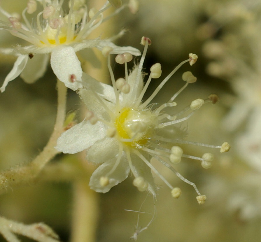 Holodiscus discolor - Medicinal Herbs,Shrub - Cream Bush, Ocean Spray