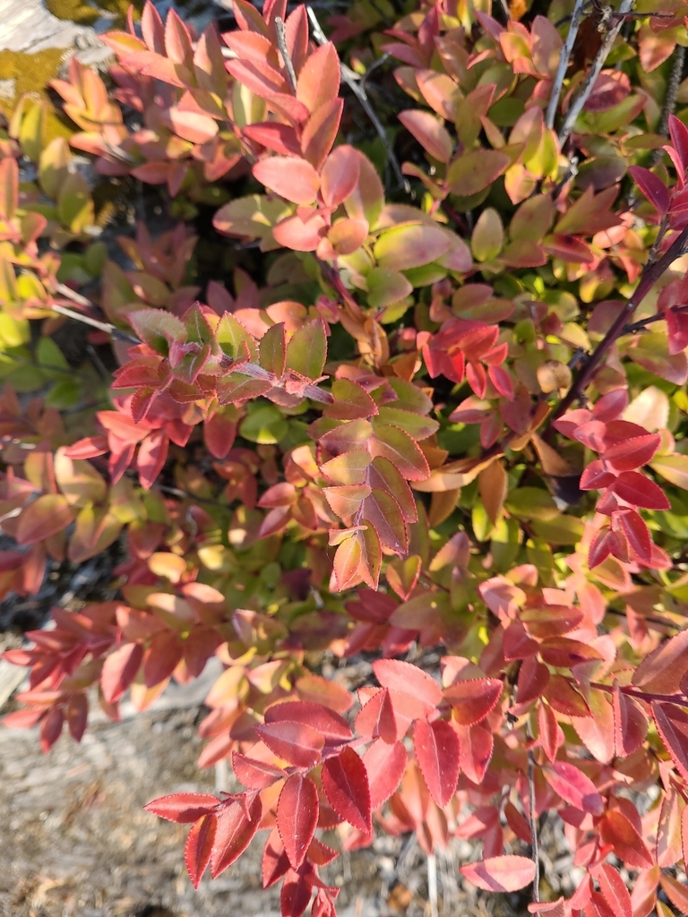 Vaccinium ovatum - Shrub - California Huckleberry, Evergreen Huckleberry