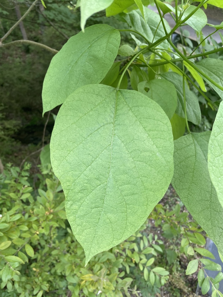 Catalpa speciosa - Flowering Tree - Catawba Tree, Hardy Catalpa ...