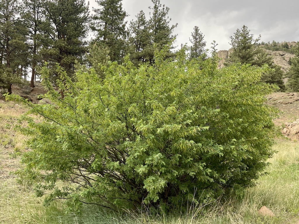 Caragana arborescens - Deciduous,Flowering Tree,Medicinal Herbs ...