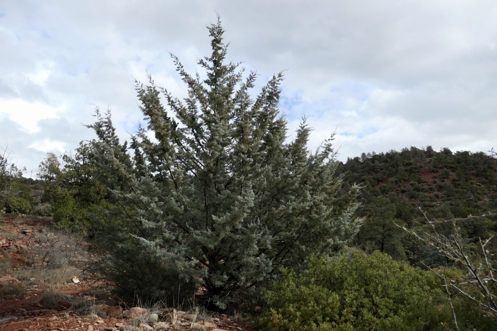 Hesperocyparis arizonica - Common Bonsai,Conifer - Arizona Cypress