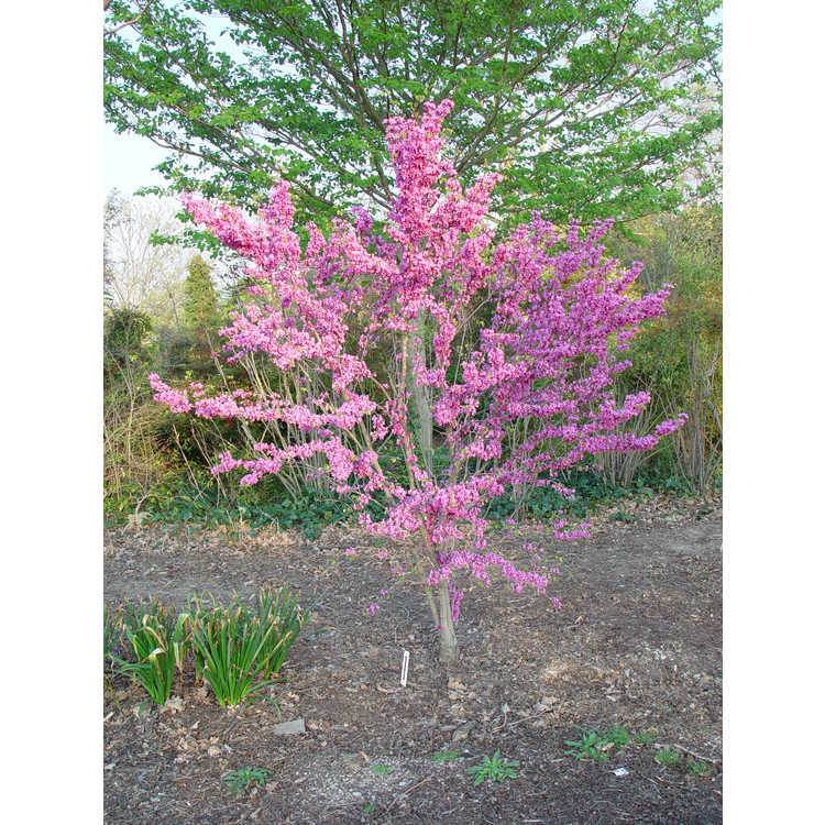 Cercis chinensis - Shrub - Chinese Redbud