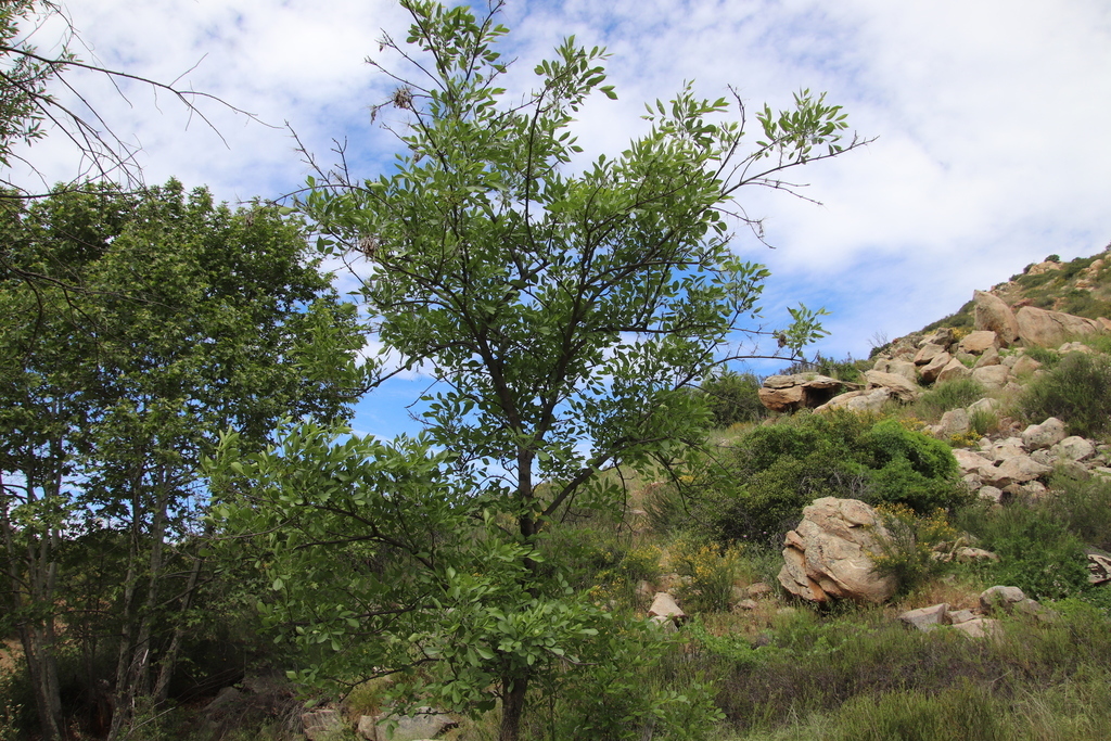 Fraxinus latifolia - Deciduous,Tree,Web page Navigation - Oregon Ash