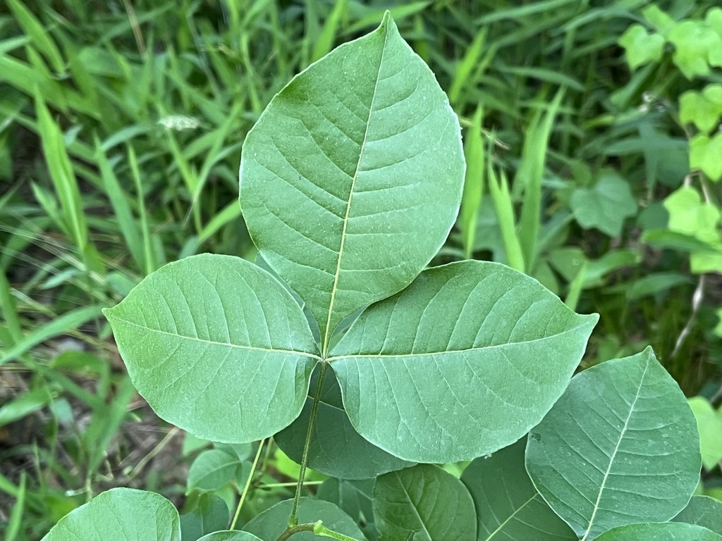 Ptelea trifoliata - Medicinal Herbs,Web page Navigation - Common ...