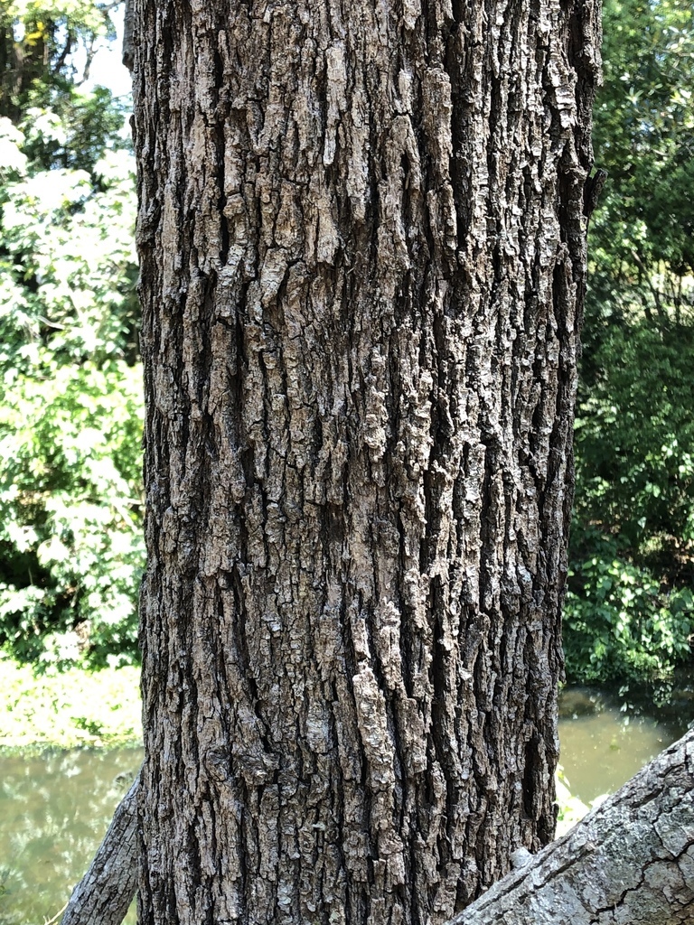 Casuarina cunninghamiana - Evergreen Leaves - Australian Pine, Beefwood ...