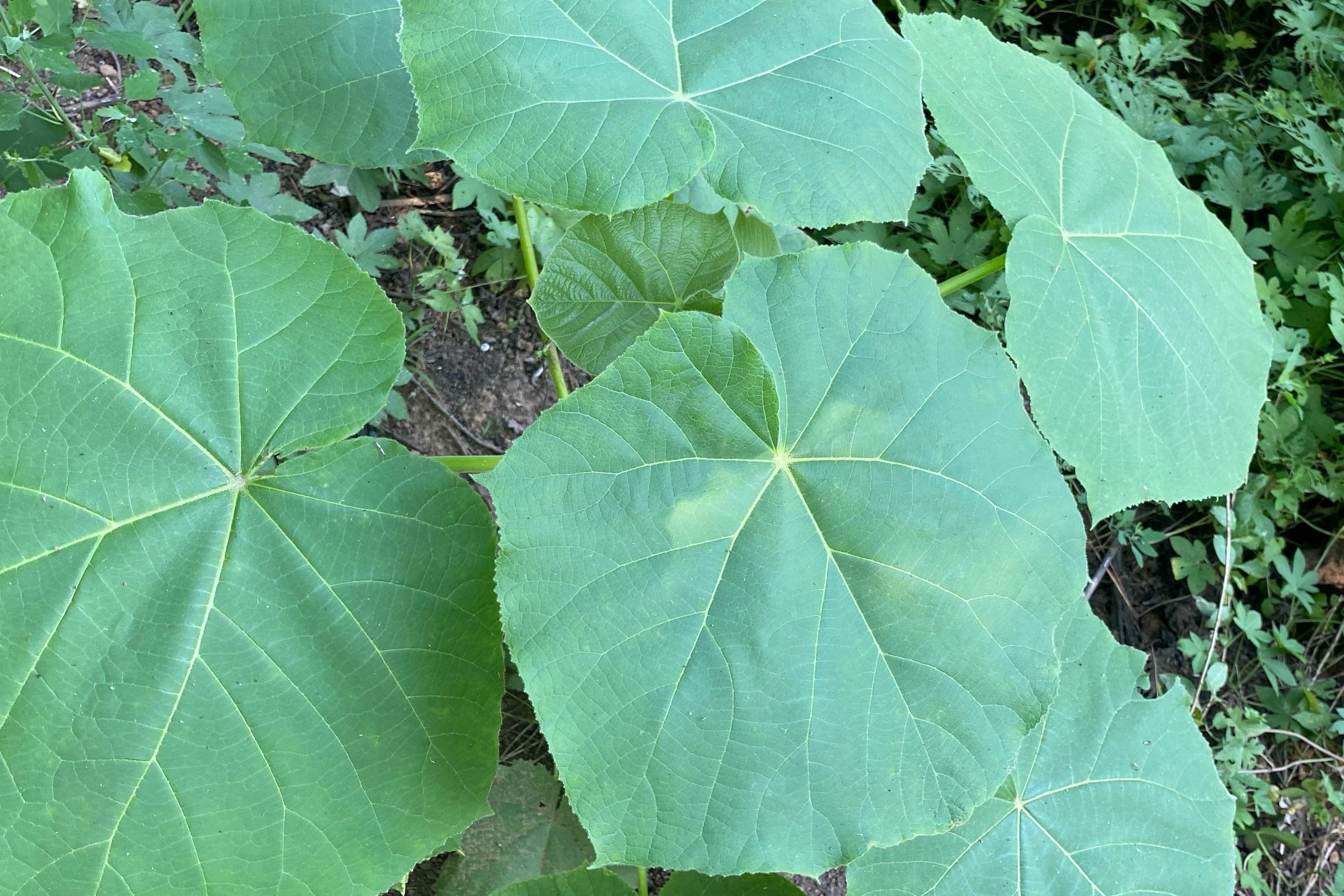 Paulownia fortunei - Hardwood - Dragon Tree, Fortunes Empress Tree ...