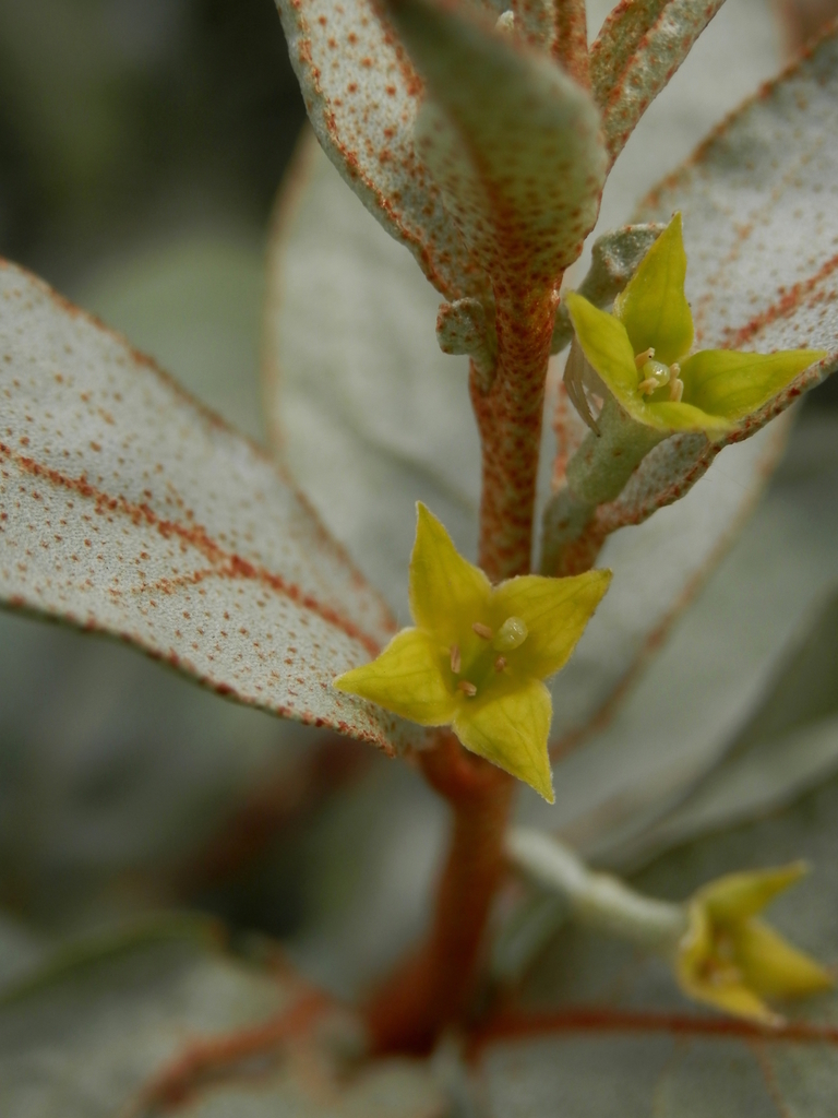 Elaeagnus commutata - Shrub - American Silverberry, Silverberry, Wolf ...