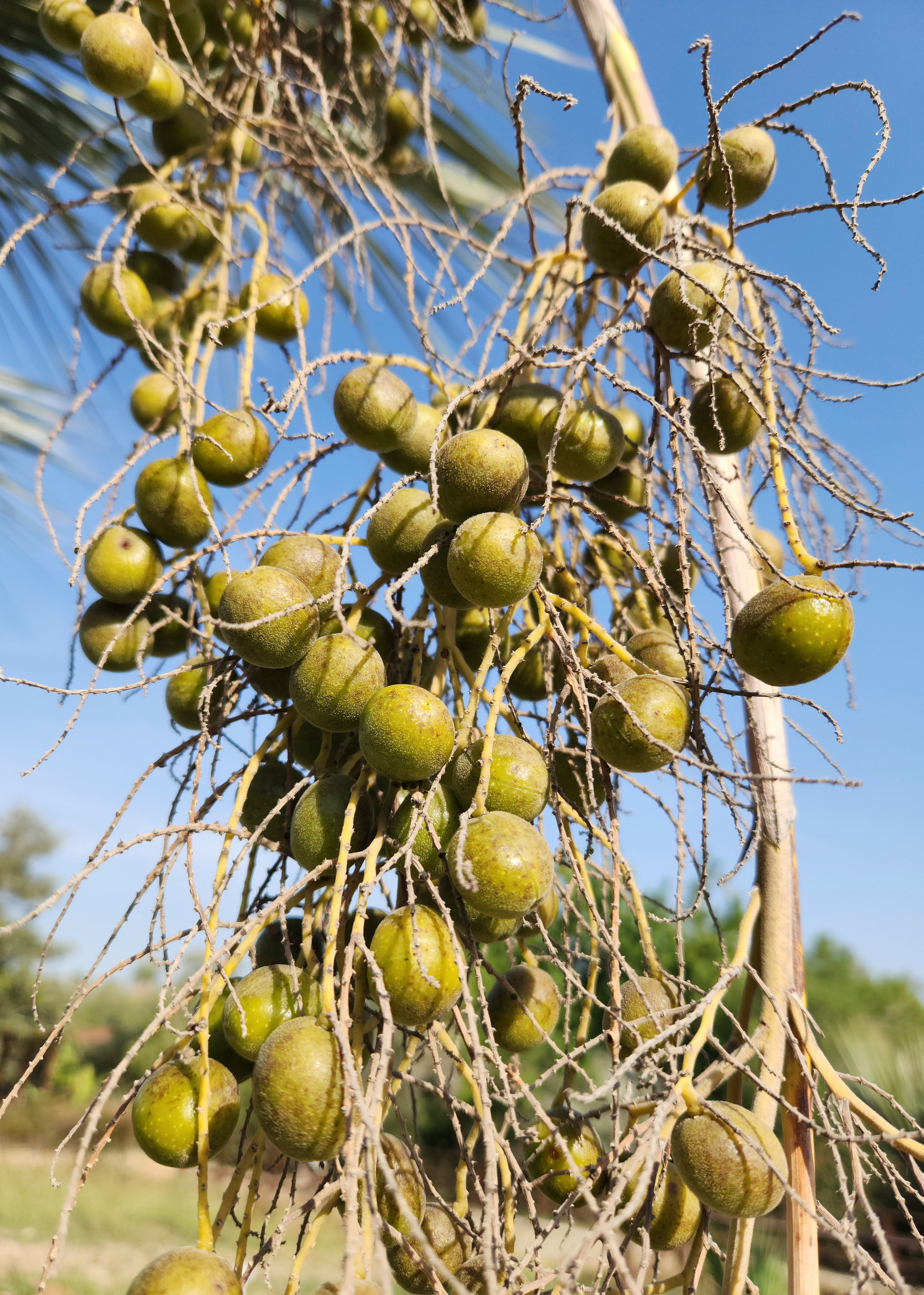 Brahea armata - Palm,Tree,Web page Navigation - Blue Fan Palm, Blue ...