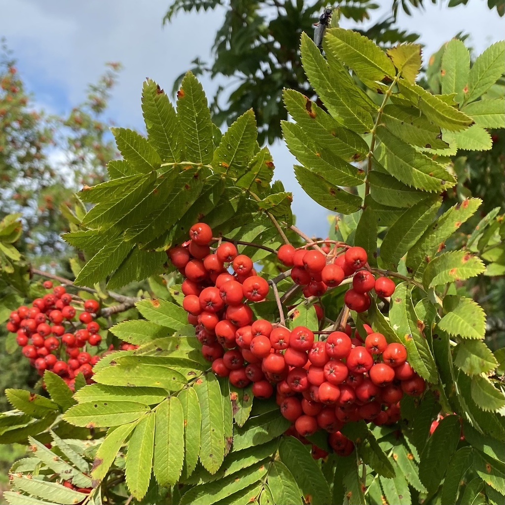 Sorbus aucuparia - Flowering Tree,Ornamental Fruit - European Mountain Ash