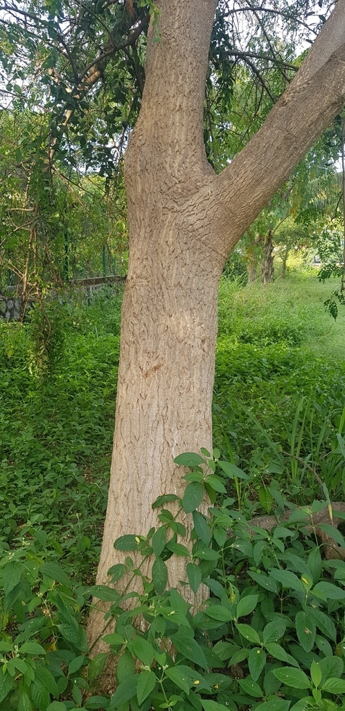 Moringa oleifera - Deciduous,Edible Fruit/Nuts,Flowering Tree,Fruits ...