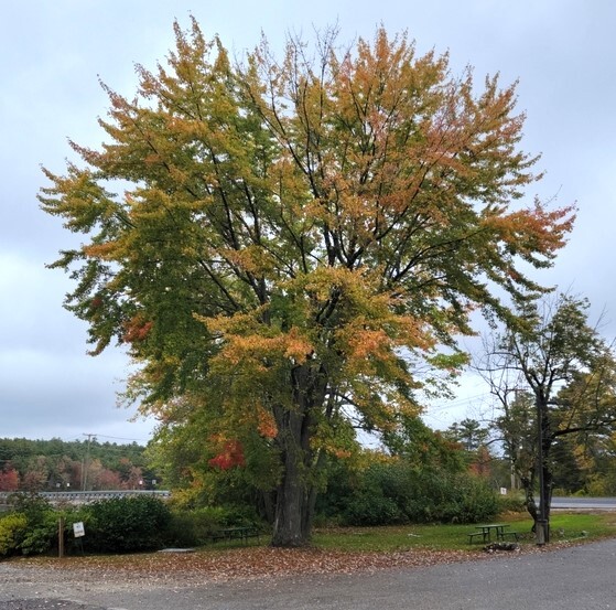 Acer saccharinum - Hardwood - Silver Maple, Soft Maple, Water Maple