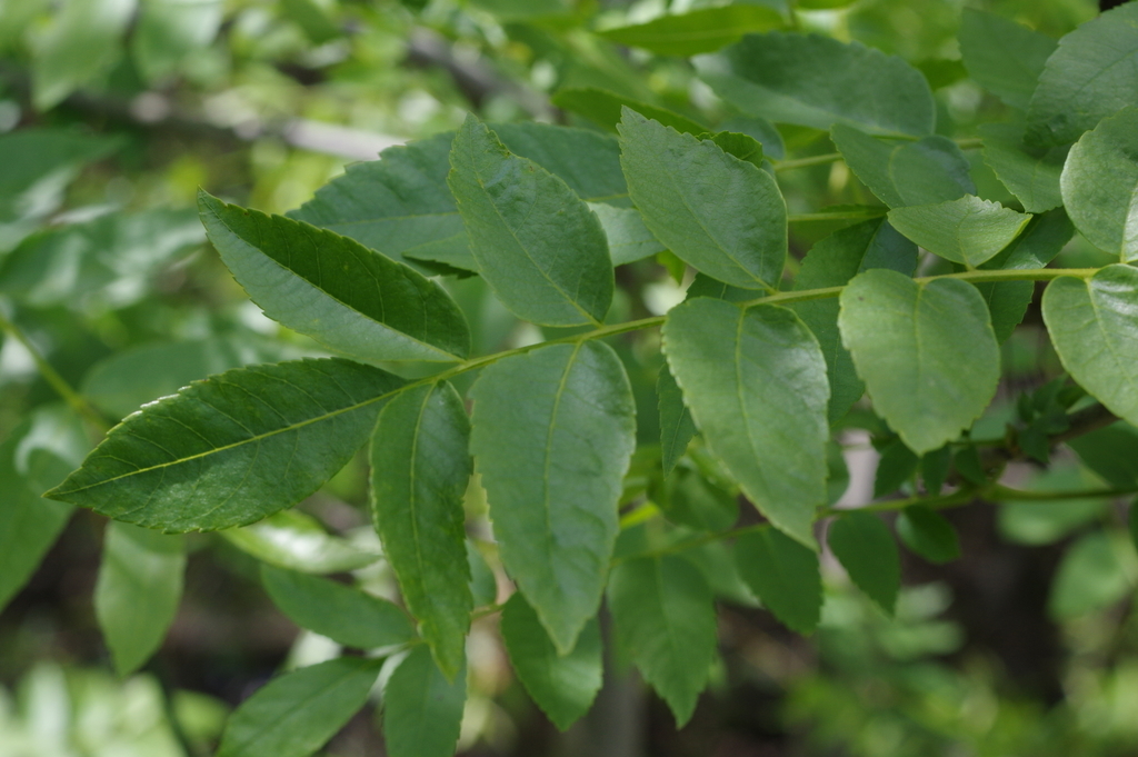 Fraxinus dipetala - Web page Navigation - California Ash, Two-Petal Ash