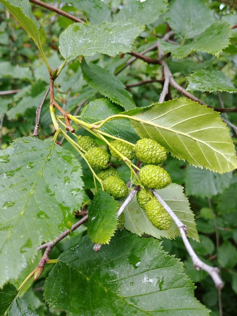Alnus incana - Deciduous - Gray Alder, Grey Alder, Hoary Alder ...