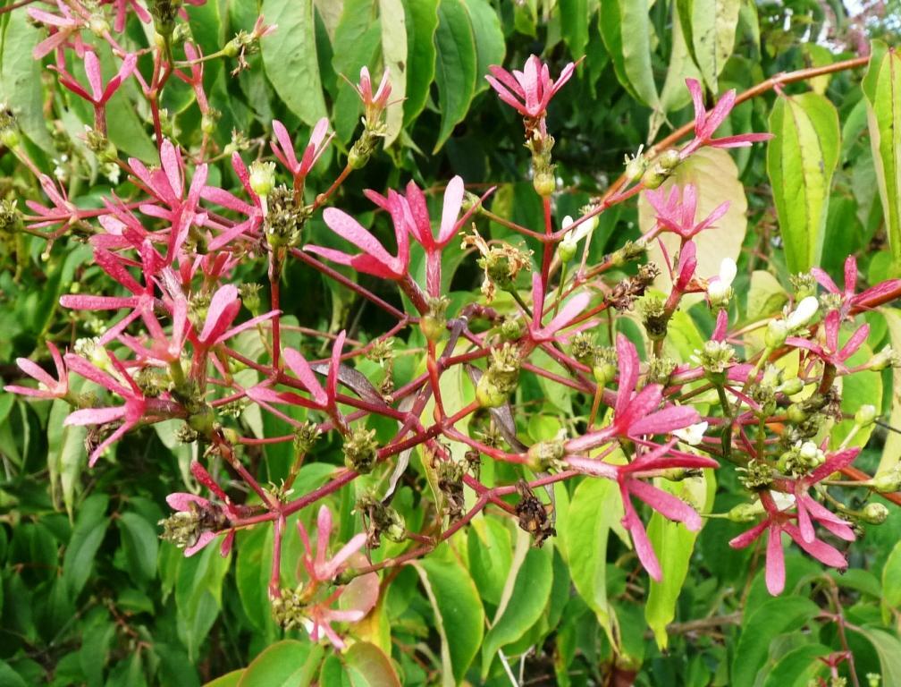 Heptacodium miconioides - Shrub - Seven Son Flower, Seven Son Tree