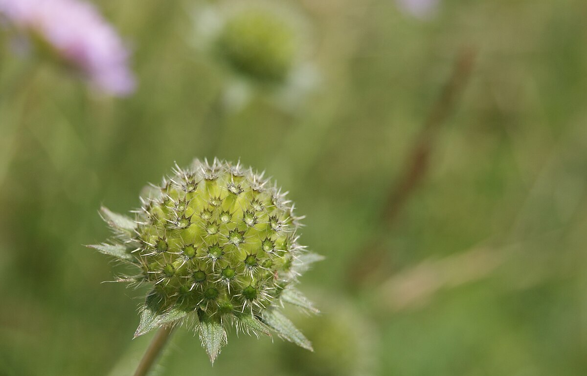 Knautia arvensis - Herbaceous Plants,Medicinal Herbs,Perennial - Blue ...