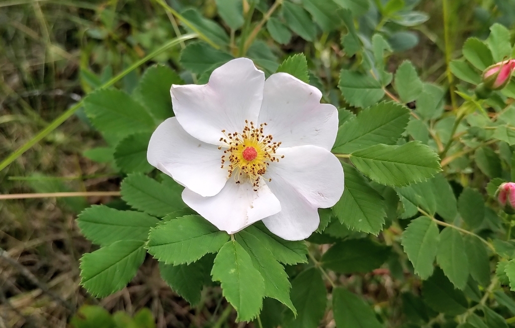 Rosa Arkansana Native Range